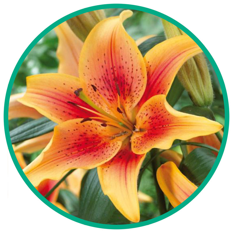 TotalGreen Holland - Flower Bulb Planting Information
