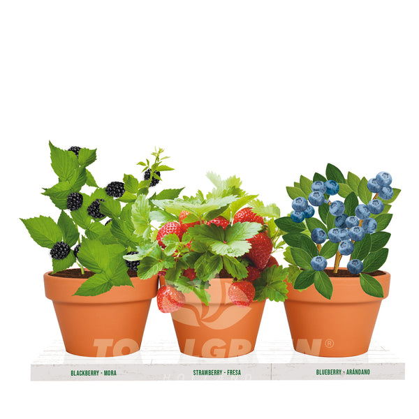 Kitchen Trio Grow Kit Strawberry - Blackberry - Blueberry - TotalGreen ...