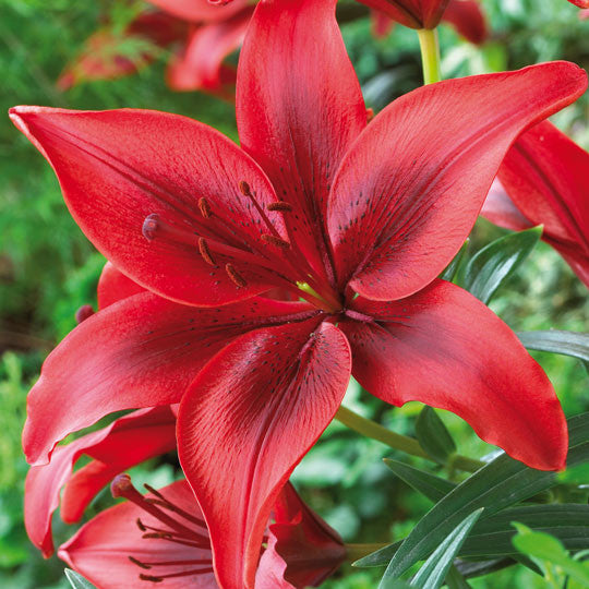 Hardy Lilies Black Out - Planting Info by TotalGreen Holland
