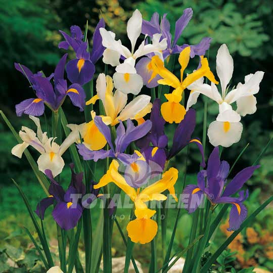 Dutch Iris Hollandica Mixed - Plant Information - TotalGreen Holland