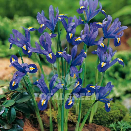 Iris Reticulata - Planting Information - TotalGreen Holland