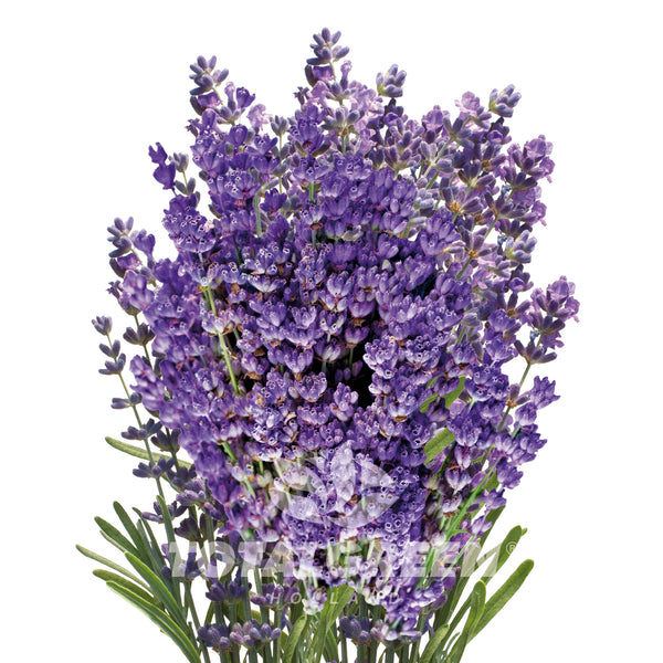 Lavender Grow Kit in Pot - TotalGreen Holland