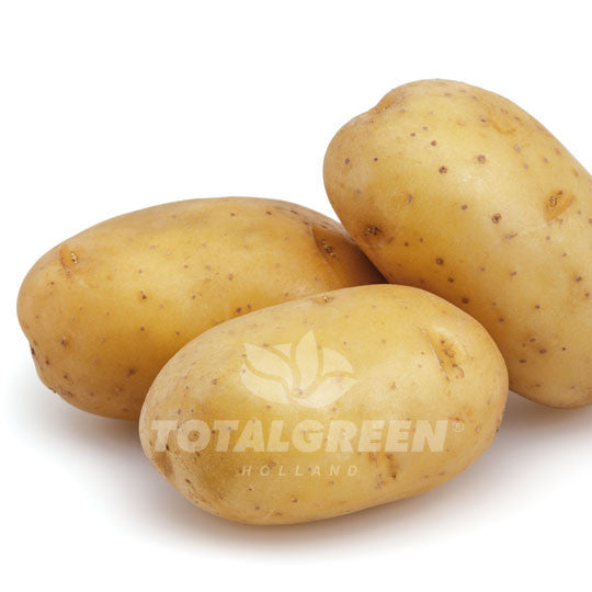 Potato Russet - Growing Information - TotalGreen Holland