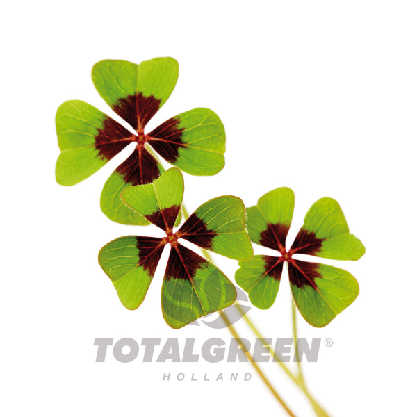 St. Patricks Day Grow Kit Good Luck - Growing Instructions - TotalGreen ...